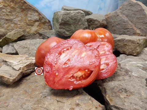 Indiana Red Heirloom Tomato Seeds For Sale At Bounty Hunter Seeds - YouTube