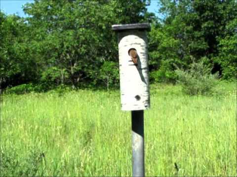 House Wren at My Chickadee Nesting Tube - YouTube