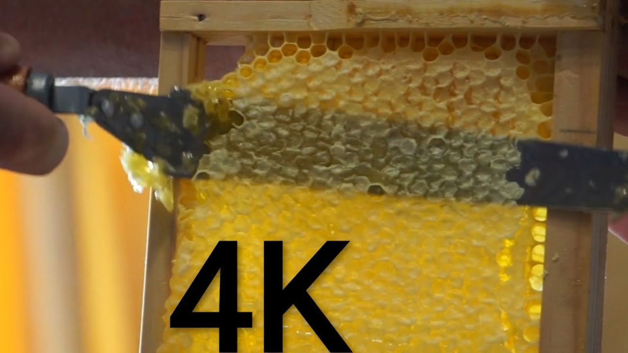 Amazing, honny bees made honny - YouTube