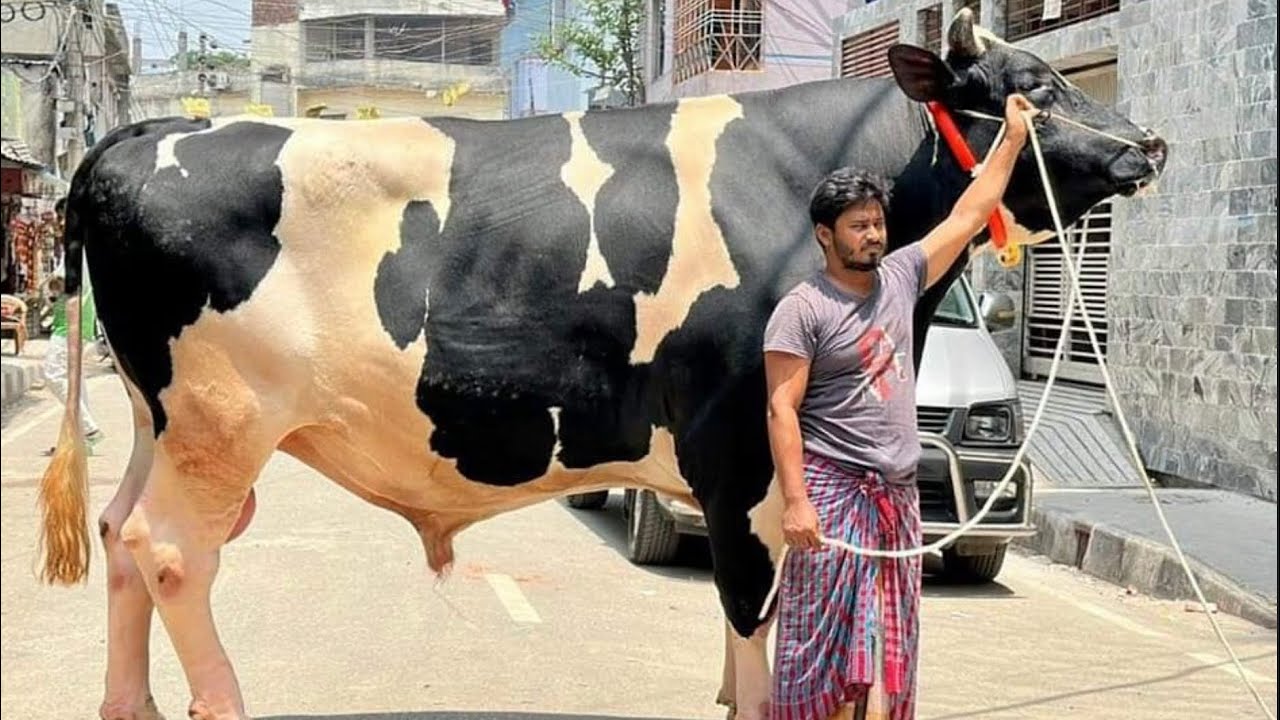 Live Sold: 11 Lakh Takar Goru | Giant Australian Fresian Bull ...