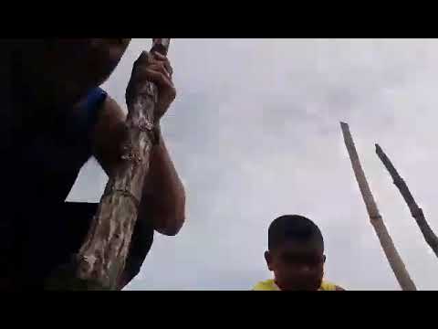 Culture of Siganids - YouTube