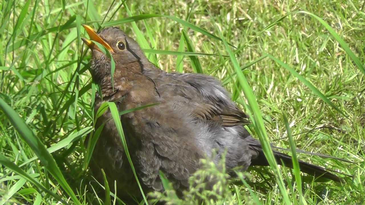Blackbird sunbathing - YouTube