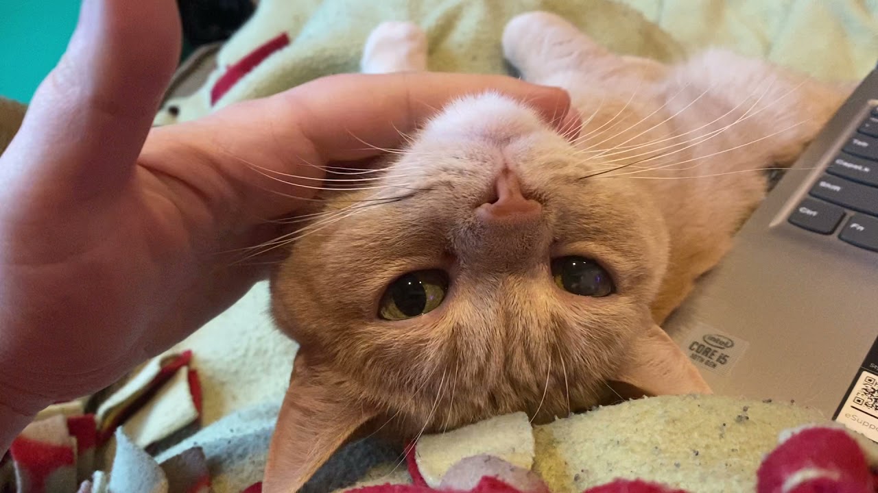Cat Enjoys Upside Down Chin Scratches - YouTube