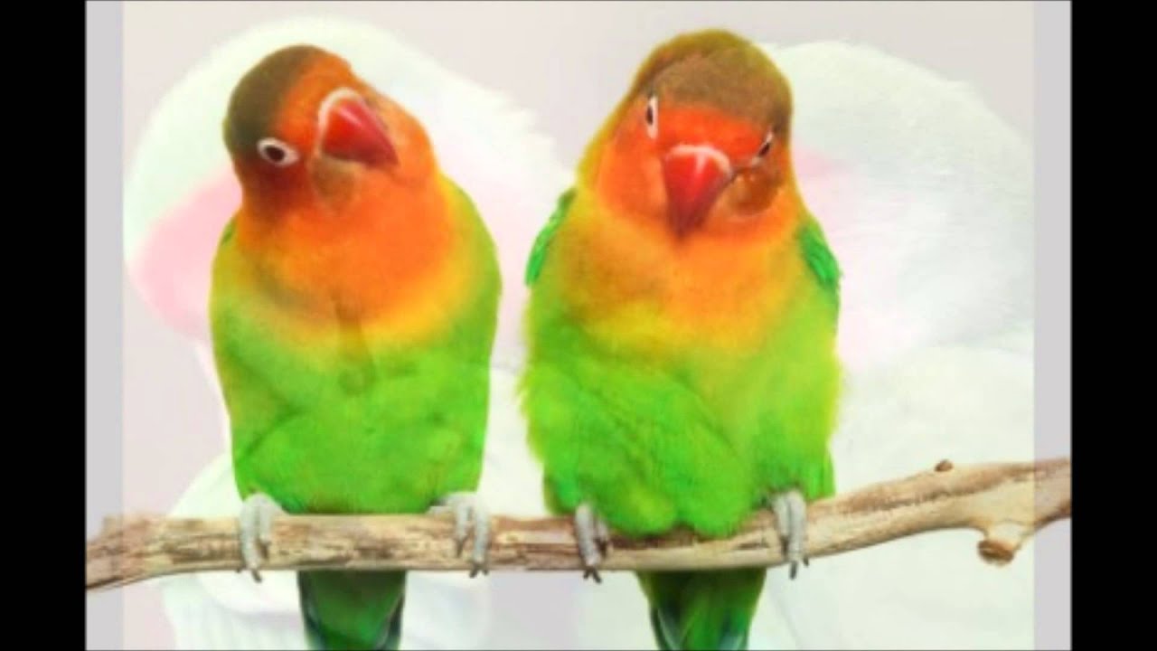 Inséparables - YouTube