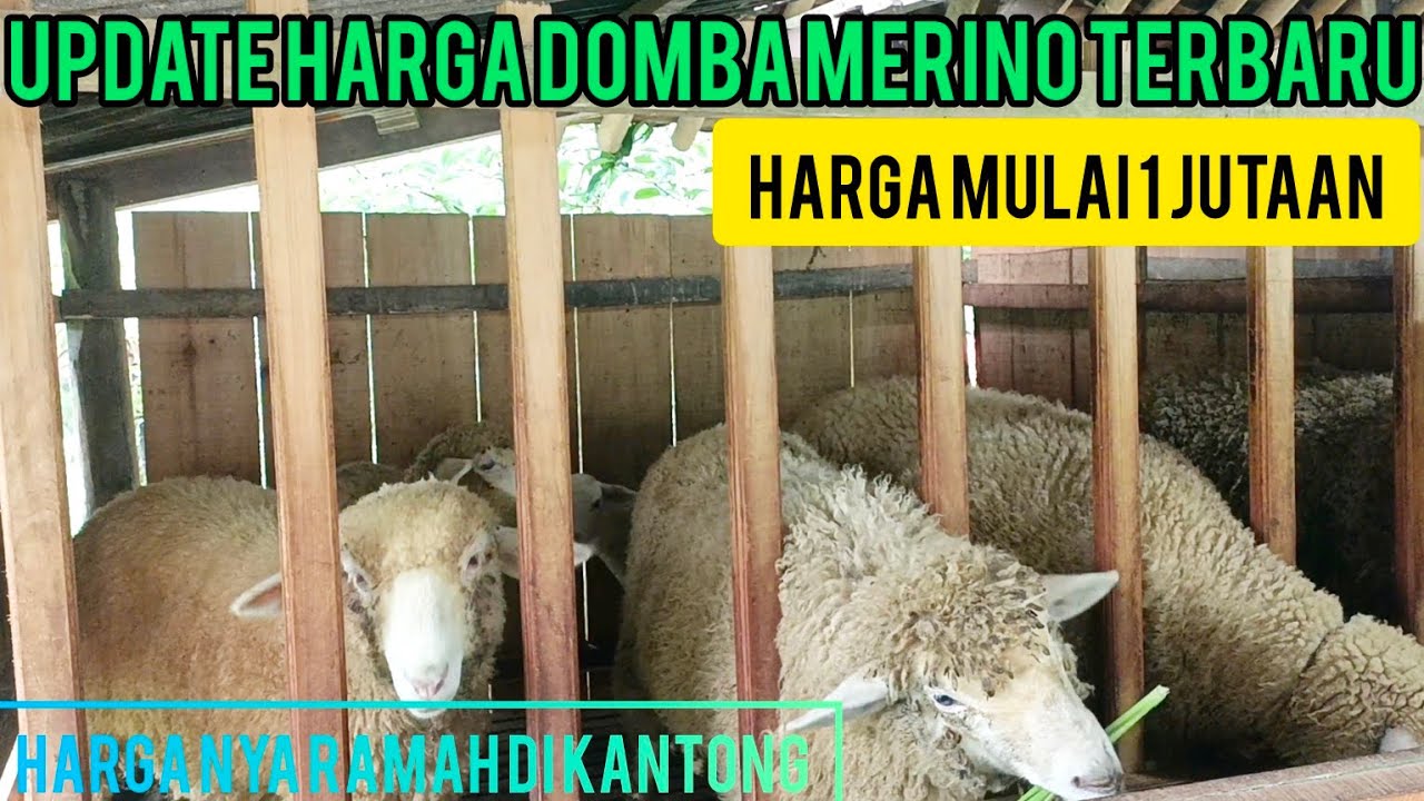 UPDATE HARGA KAMBING DOMBA MERINO TERBARU, HARGA MULAI 1 JUTAAN - YouTube