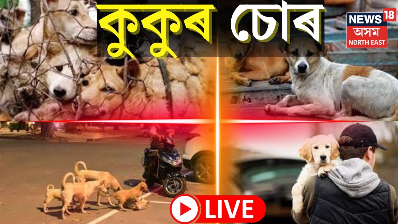 Live: Dog Smuggling in Assam | কুকুৰৰ পৰা সাৱধান নহয়, কুকুৰহে সাৱধান ...