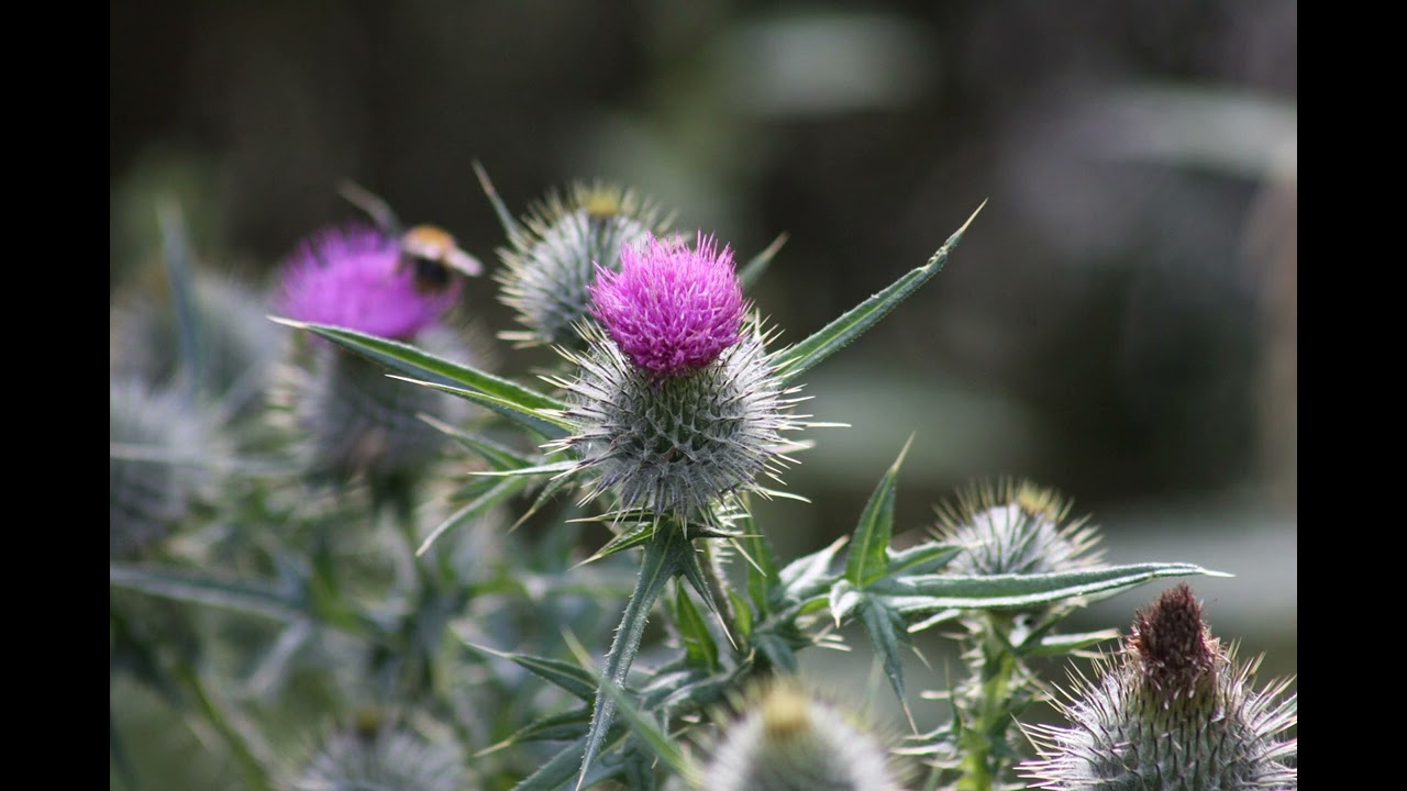 Zen music harpe : Musique celtique relaxante - YouTube