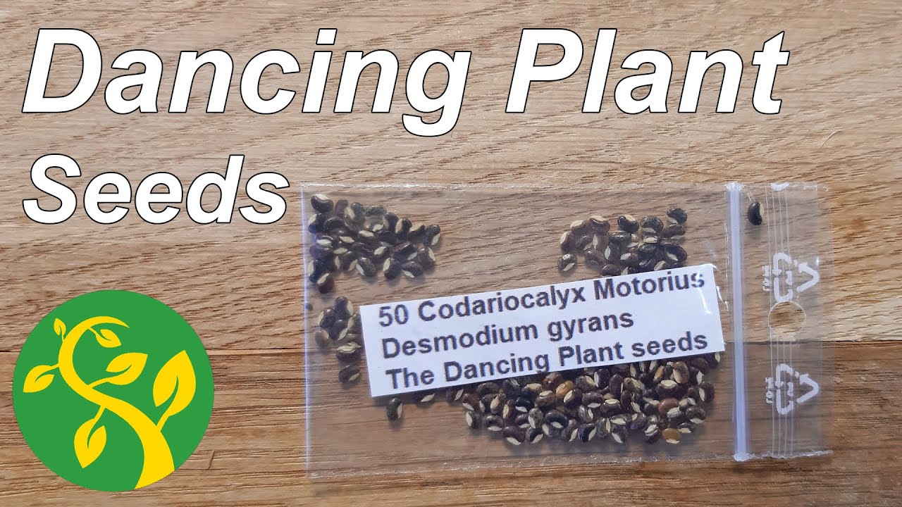 Planting Dancing plant from seed - YouTube