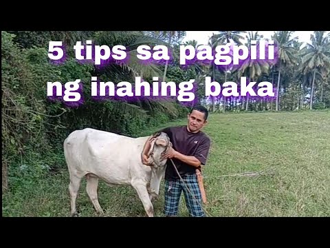 BEST TIPS SA PAGPILI NG INAHING BAKA - YouTube