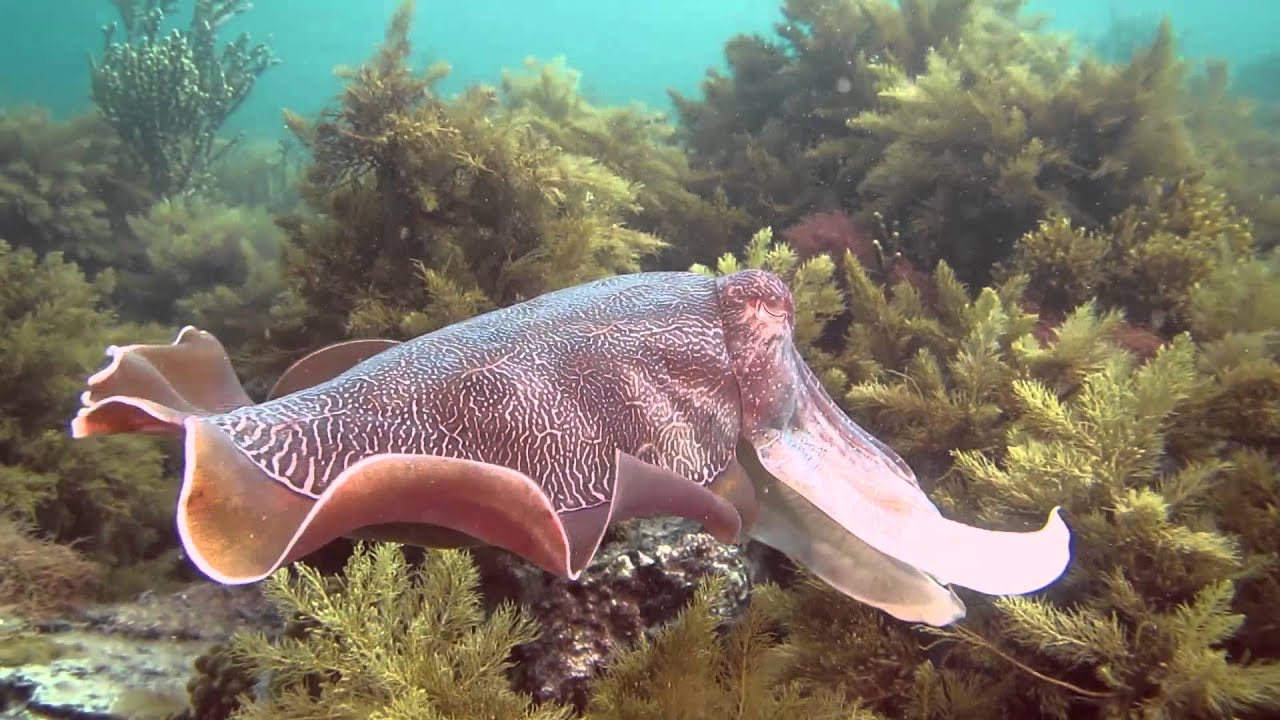 Whyalla Cuttlefish, June 2015 - YouTube