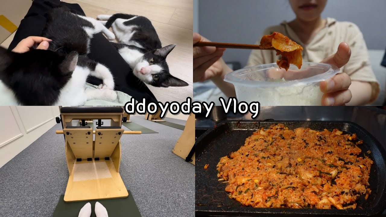 일상 브이로그 ㅣ 일하다가 고양이랑 놀고 일하다가 강아지랑 놀기 ㅣ 맛도리 다이어트 식품 찾음 ㅣ 친구 덕에 집밥 먹기 ㅣ 볶음밥 포기 못해 ㅣ 도시락으로 간신히 식단하기