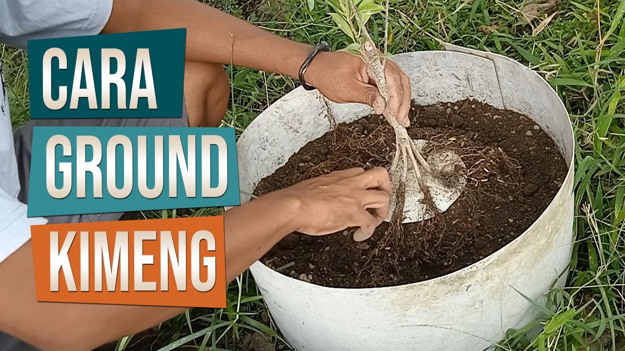 Cara Ground Bahan Bonsai Kimeng Hasil Pecah Batang - YouTube