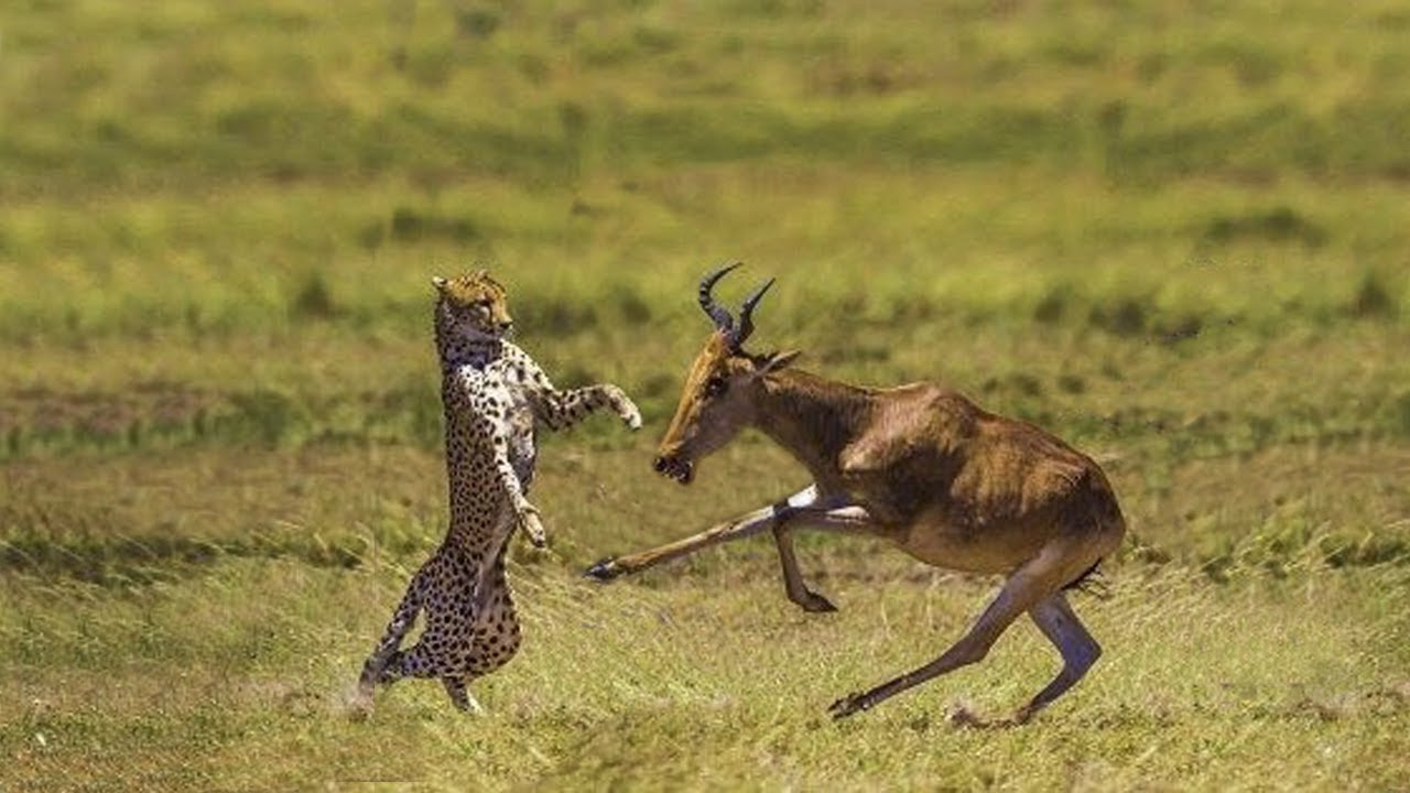 Amazing Red Hartebeest Rescue Antelope From Cheetah Hunting | Animals ...