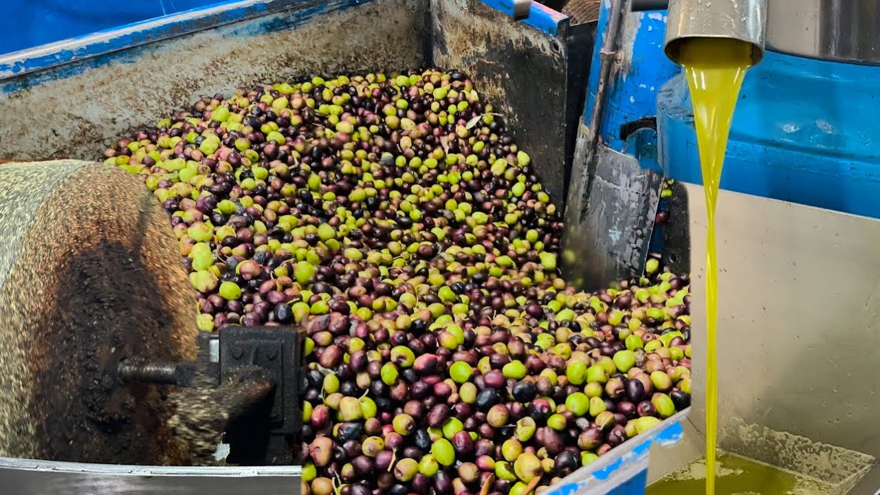 Extra virgin olive oil. How we harvest and make our own cold pressed ...