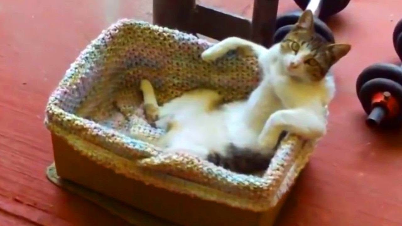 Naljakas Kassid Koostamine 2015 - Funny Videos 2015 - 720P - YouTube