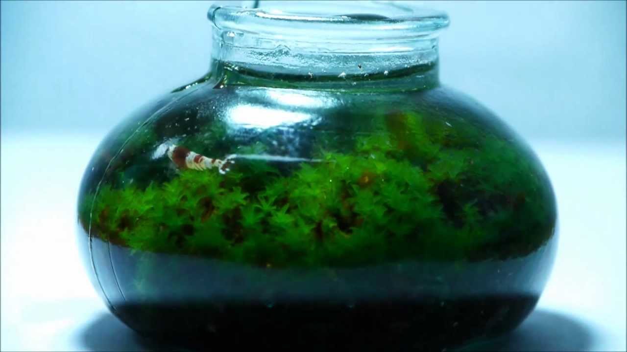 World in a bottle - One Hour Tanks #6 - YouTube