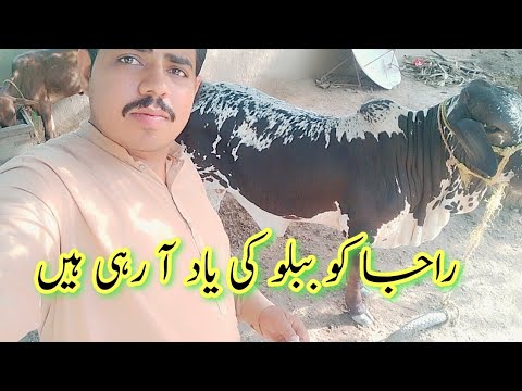 Raja Ko Bablo Ki Yad Aa Rhi Hain // Raja Pareshan Ho Rha Hain // Asad ...