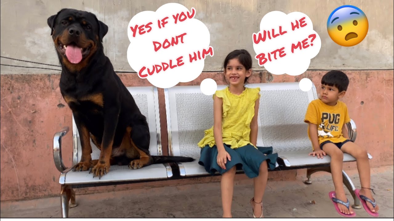 Socializing my Rottweiler with kids || Trained rottweiler || - YouTube