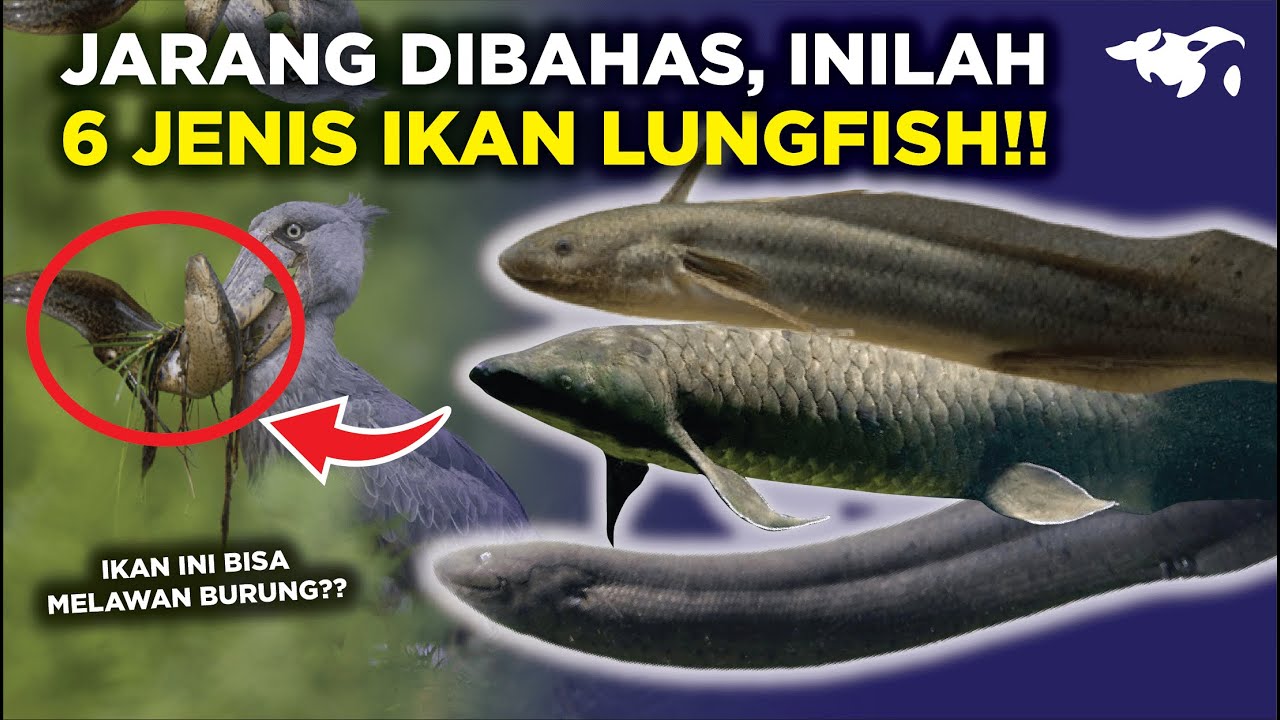 MENYERAMKAN TAPI LUCU!! INILAH 6 JENIS IKAN LUNGFISH YANG ADA DI DUNIA ...