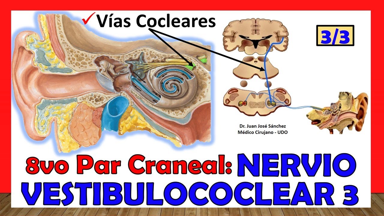 🥇 8vo Par Craneal - NERVIO VESTIBULOCOCLEAR 3/3 - Vías Cocleares (De la ...
