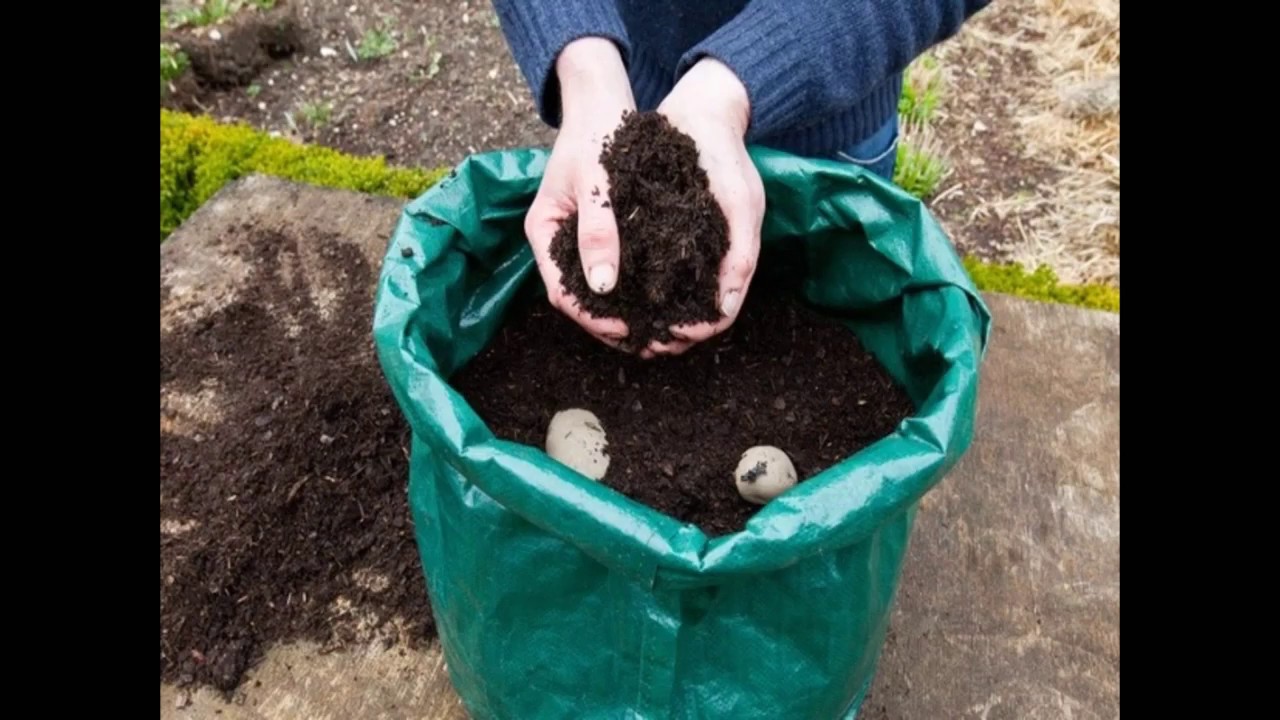 Potato Cultivation in Pot - Terrace Gardening - Urban Farming -Modern ...
