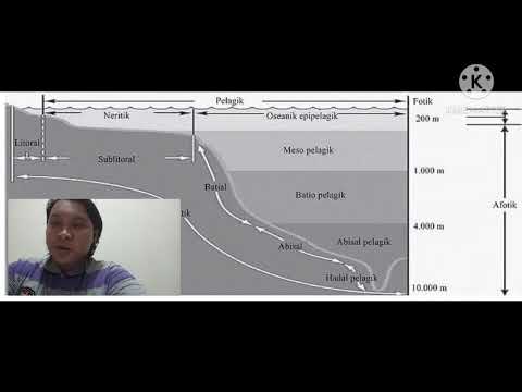 Pembagian zona laut berdasarkan kedalaman - YouTube