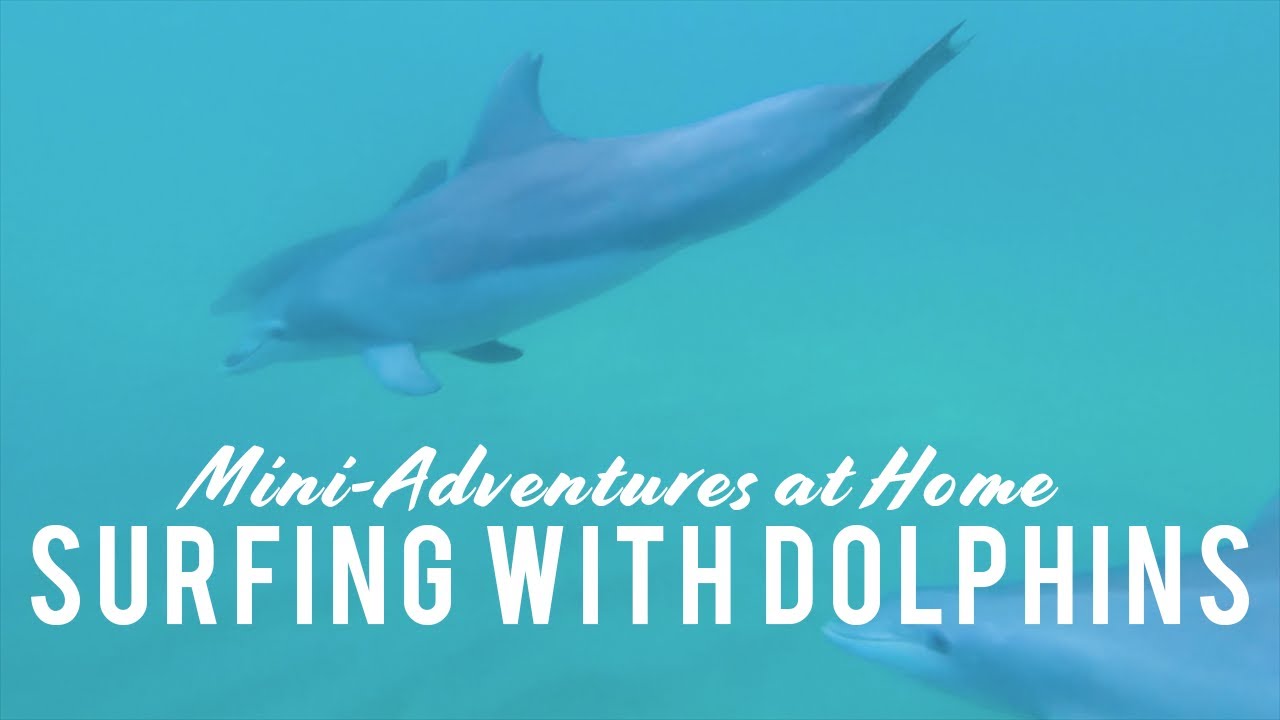 Epic DOLPHIN encounter in the surf // Mini-Adventures at Home - YouTube