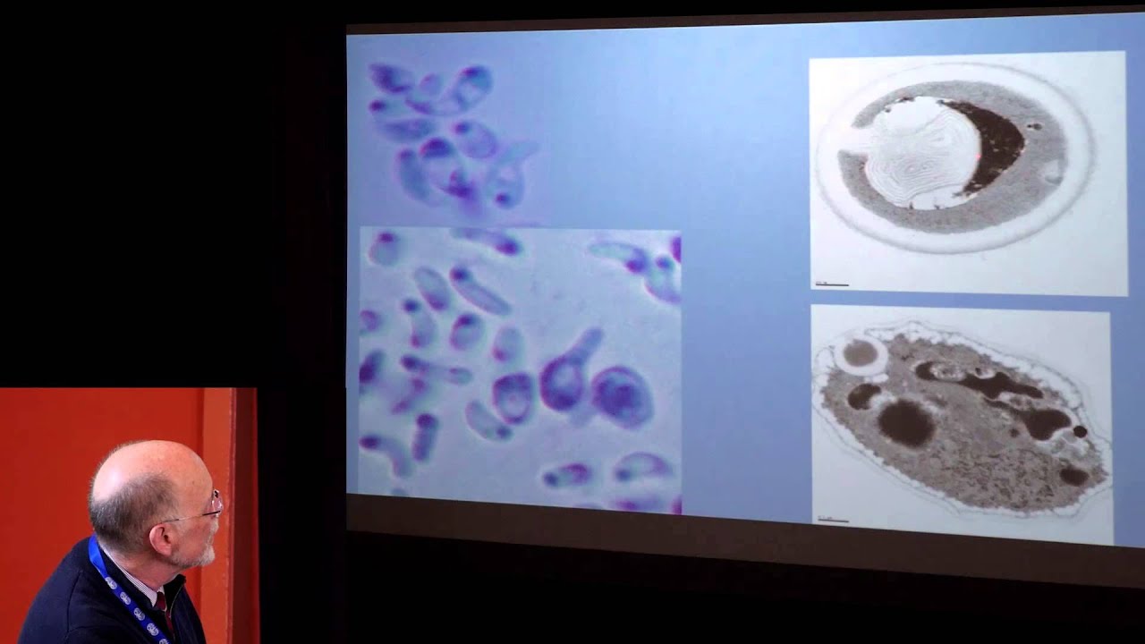 08 Donald H Pfister An ultrastructural study of the unique sporebodies ...