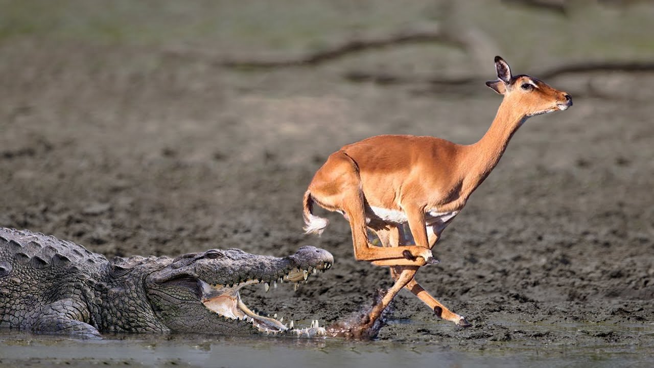 The Survival War Between Impala And Crocodile In The Mud - YouTube
