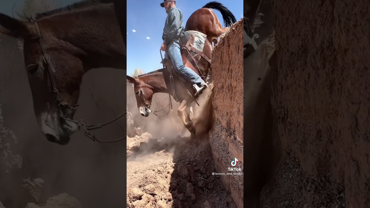 Breaking in a mule - YouTube