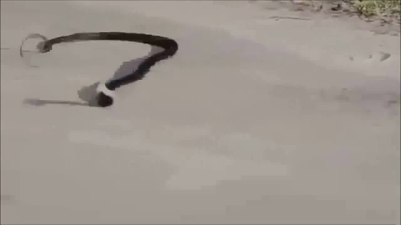 I call this the bangarang meme, - YouTube