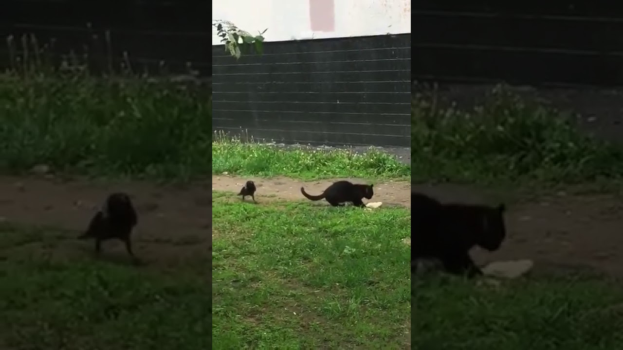 Crow And Cat Fight - YouTube