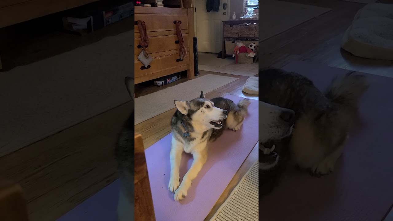 Happy Husky Friday from the cutest Huskies in the 🌎. - YouTube