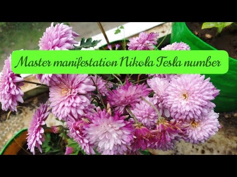 Nikola Tesla number - master manifestor - YouTube