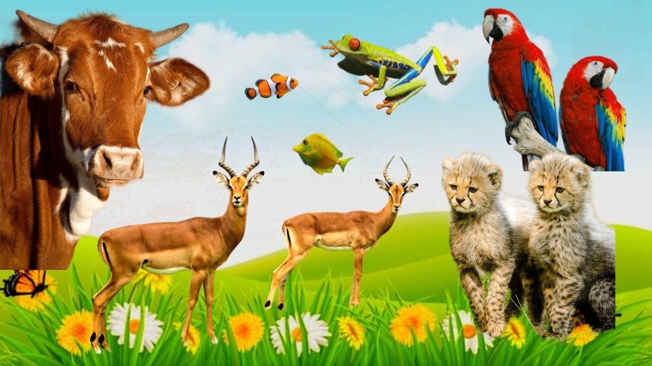 RELAX with FUNNY ANIMAL MOMENTS: shark, turtle, lion, monkey, llama ...