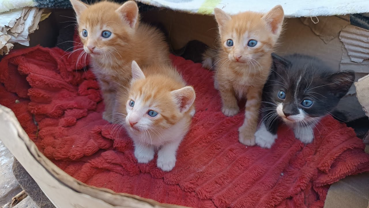 A homeless cat gives birth to four beautiful kittens in the street and ...