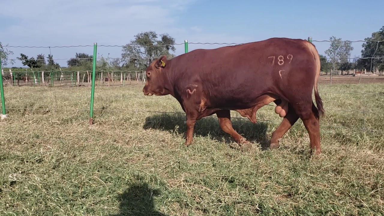 789 F Toro Semental Brangus Rojo con Registro Rancho Los Nogales - YouTube