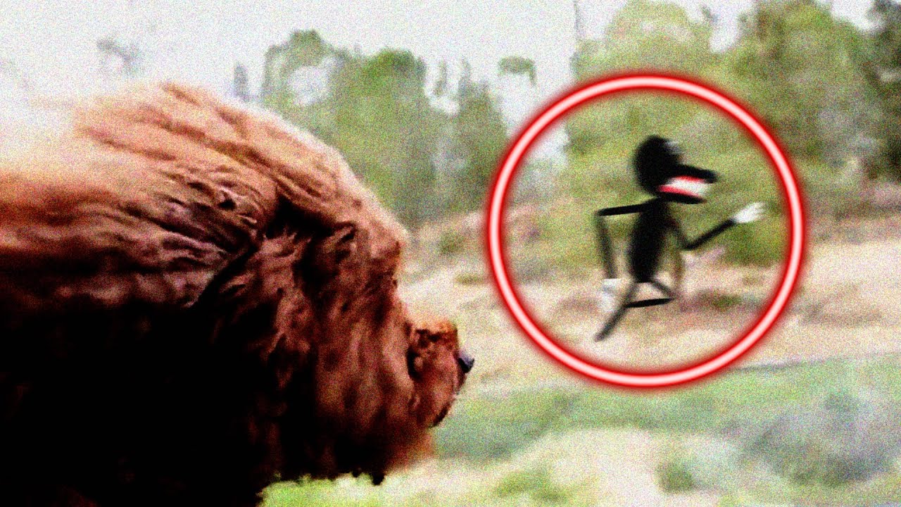 CARTOON Dog Races REAL Dog Caught on camera in Real Life (video 1 ...