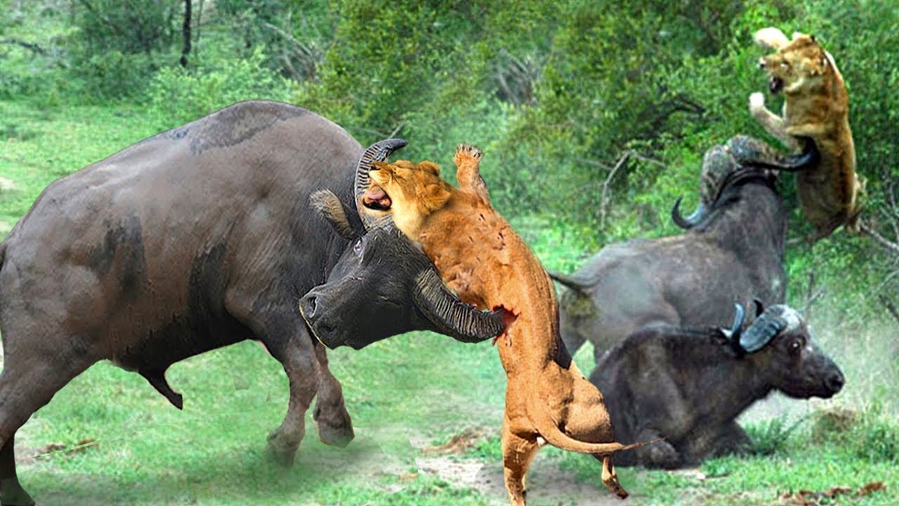 Amazing... Ferocious Buffalo Fights Madly And Kills Lions To Save His ...