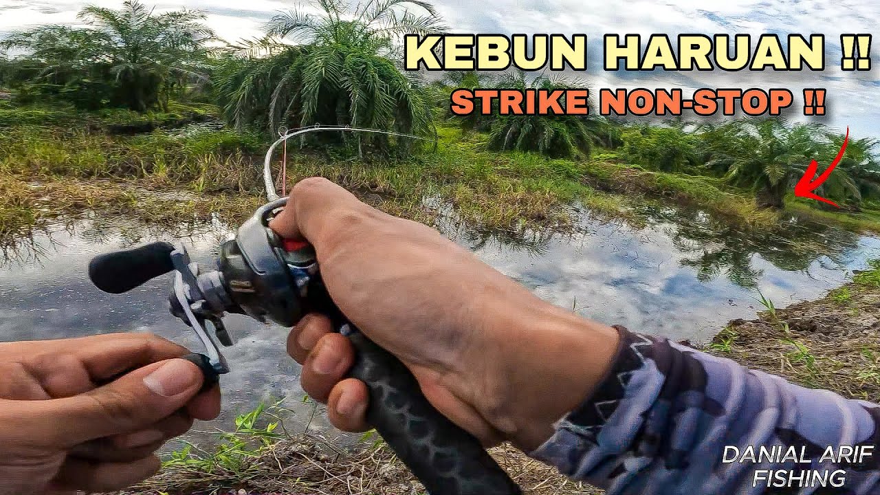 LUBUK IKAN HARUAN !! , STRIKE PADU PADU !! SAMPAI PATAH ROD RENTAKA ...