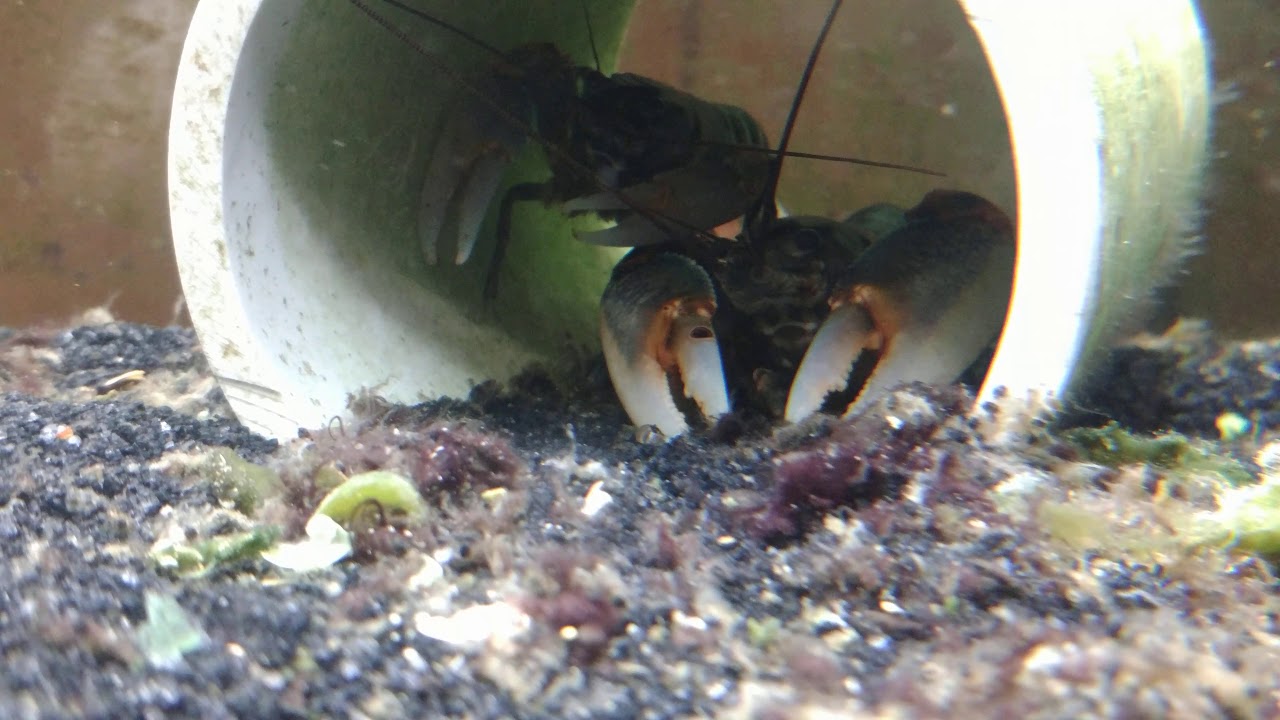 Crayfish Update 003 - crayfish couple share a room - YouTube