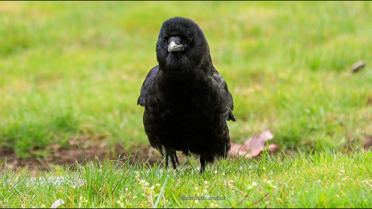 Crows Have A Funny Walk - YouTube