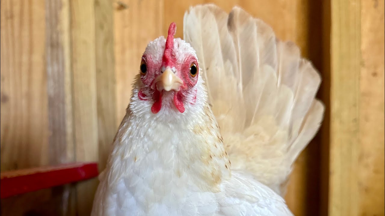 Setup a Brooder with me for my Silkie Chicks!🐣 - YouTube