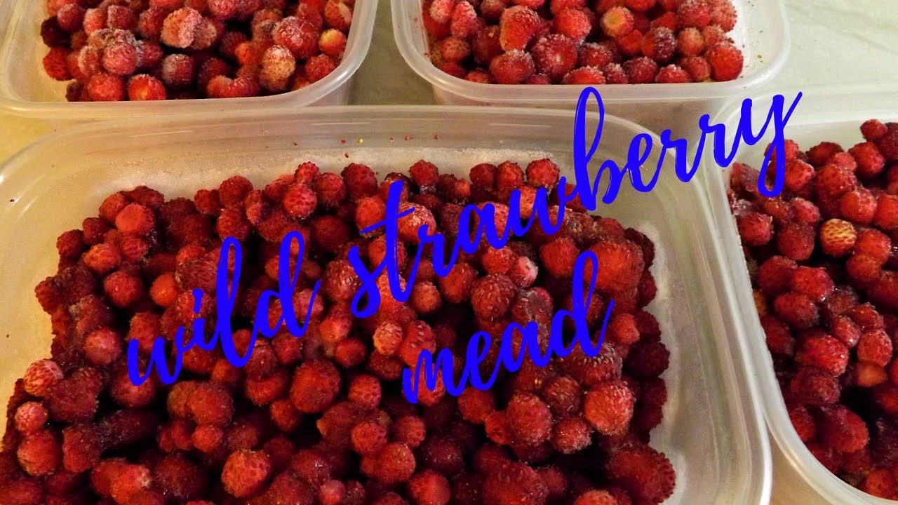 wild strawberry mead ( metheglin) - YouTube