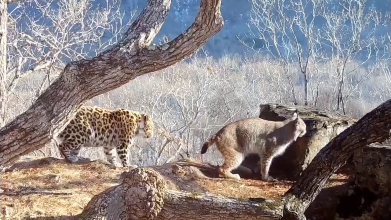 The Amur lynx is in the same place where the Amur leopard was. - YouTube