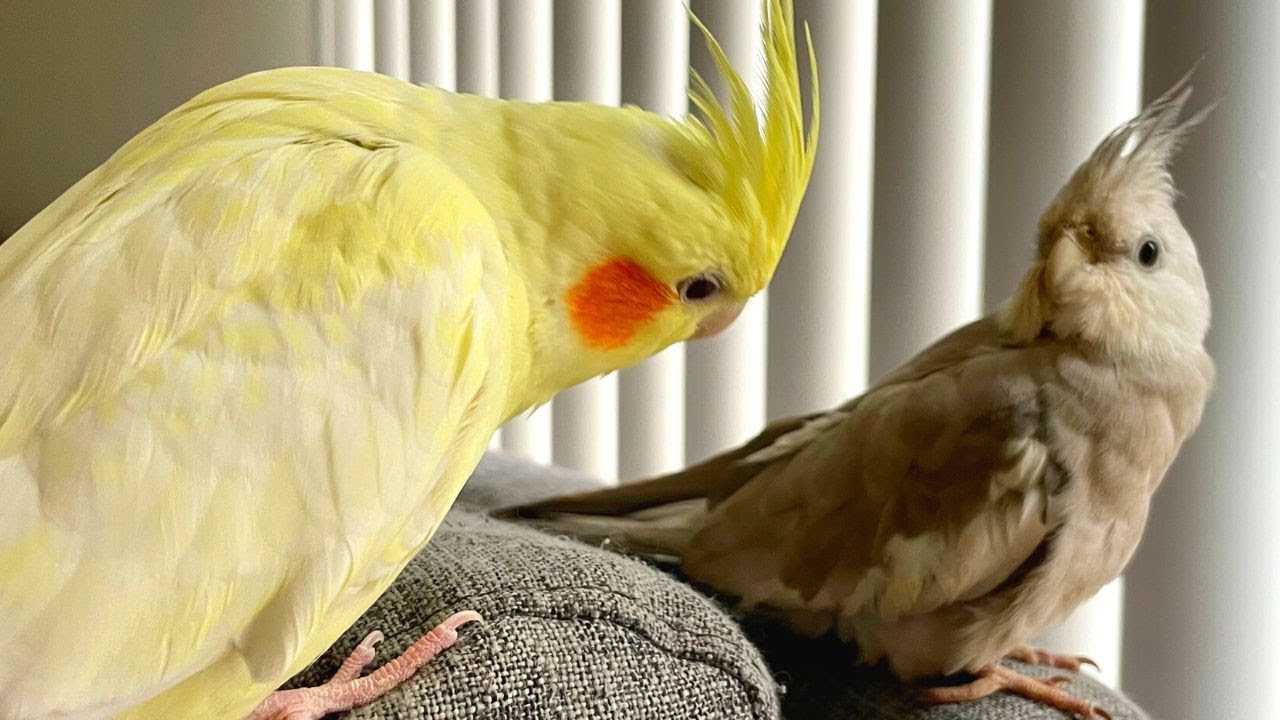 Male Cockatiel Singing His Heart Out - YouTube