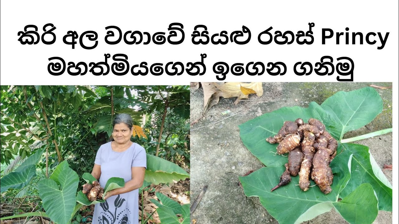 කිරි අල වගාවේ සියළු රහස් princy මහත්මියගෙන් ඉගෙන ගනිමු/Taro root ...