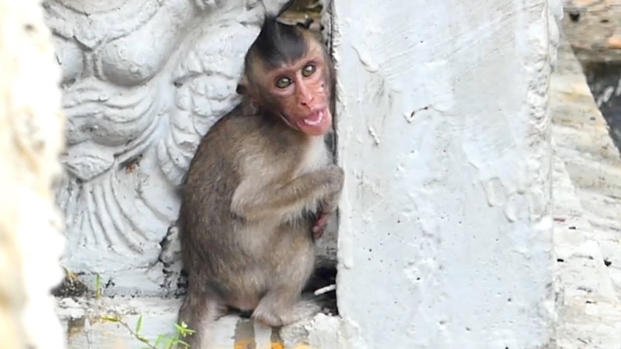 Little Monkey RAMBO cries so sadly and runs to Mama to take care of him ...