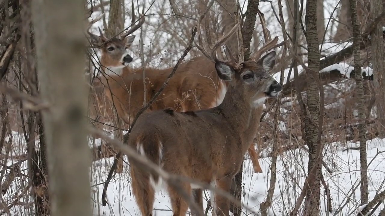 S/E Wisconsin Whitetail Encounter 2/12/20 - YouTube