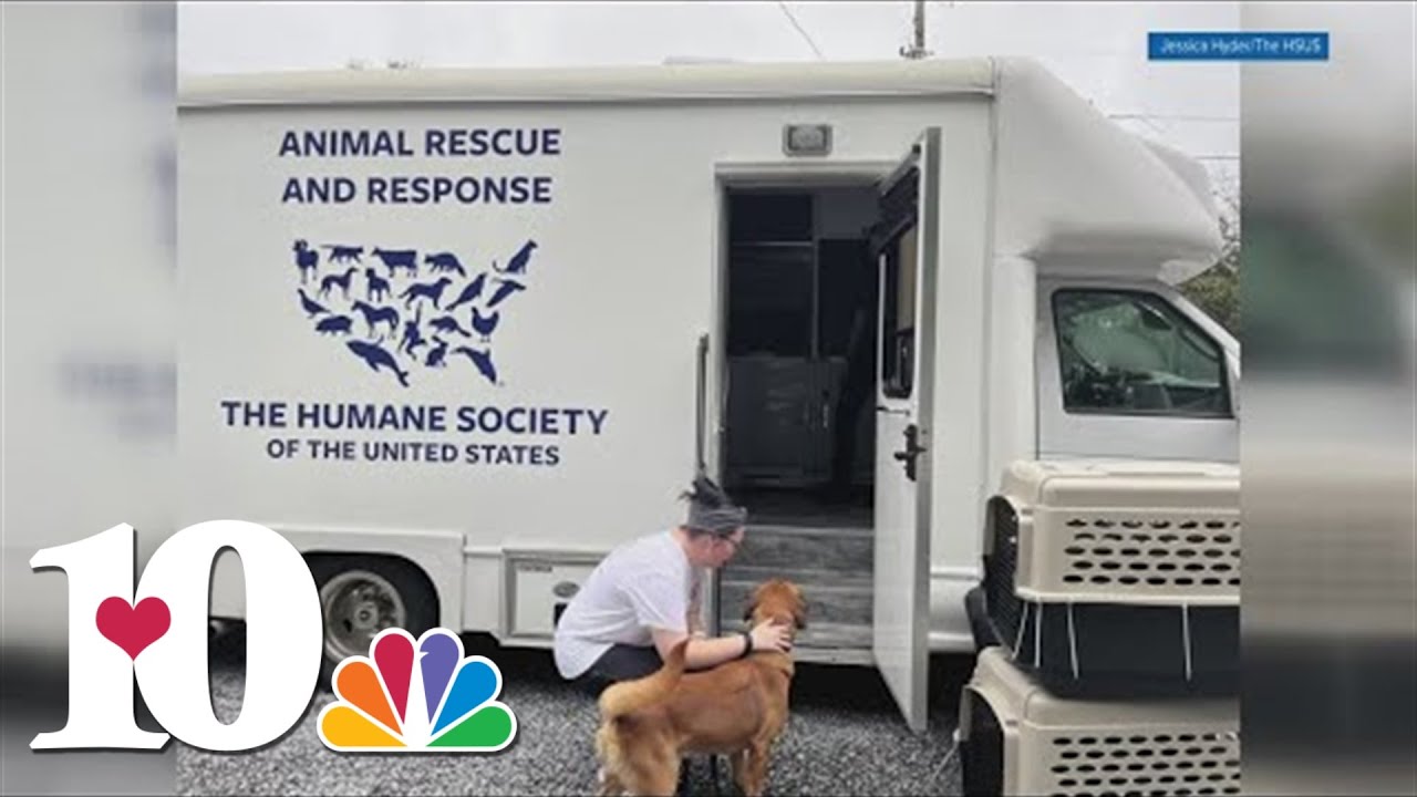 Help underway for displaced pets after historic flooding - YouTube